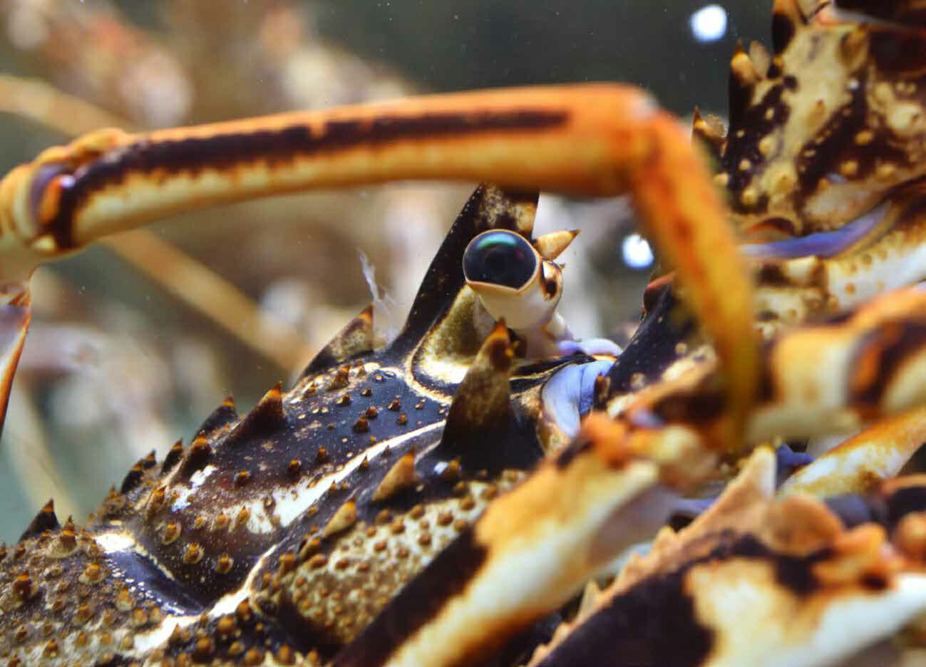 Marisco sem risco - Grandes Escolhas
