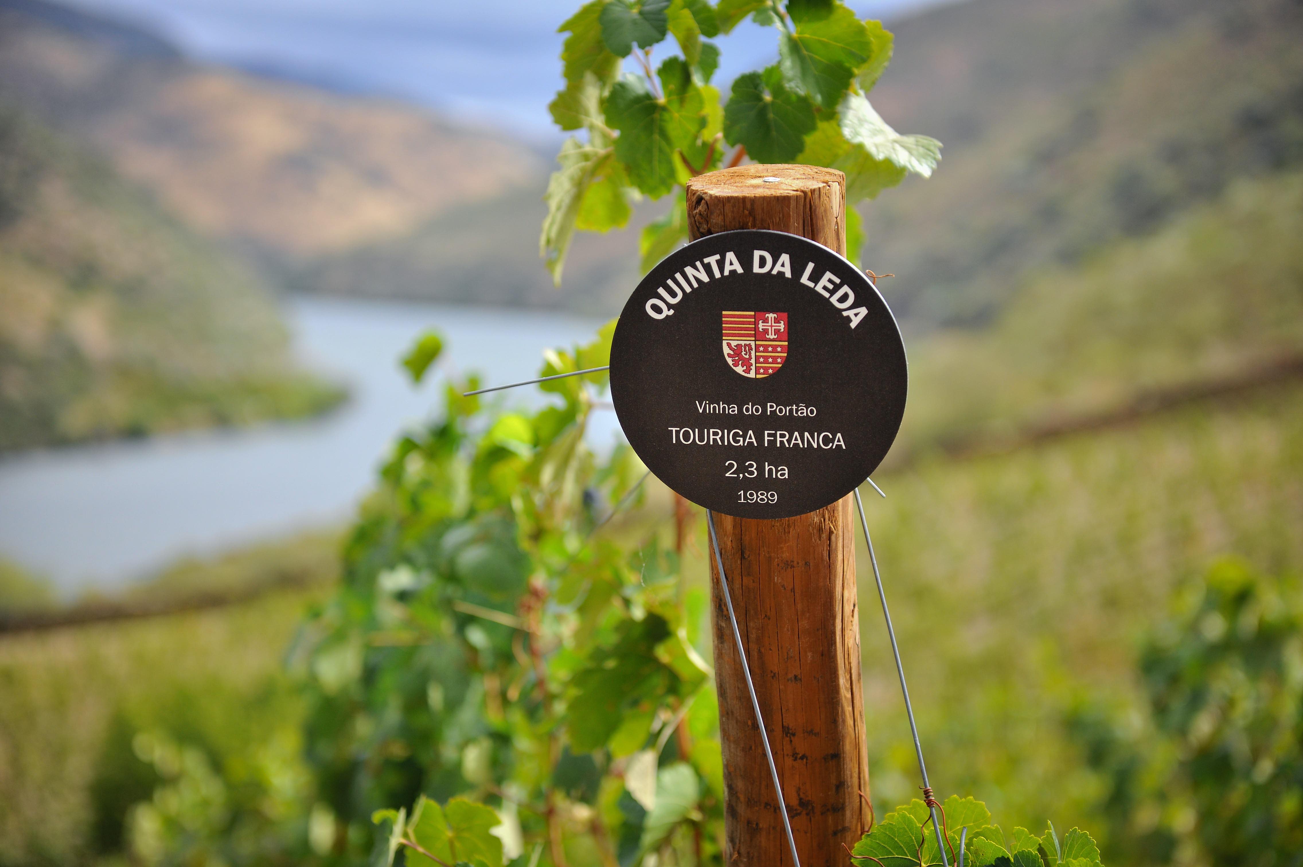 Sogrape comprou Tapada do Castanheiro, no Douro Superior - Grandes Escolhas