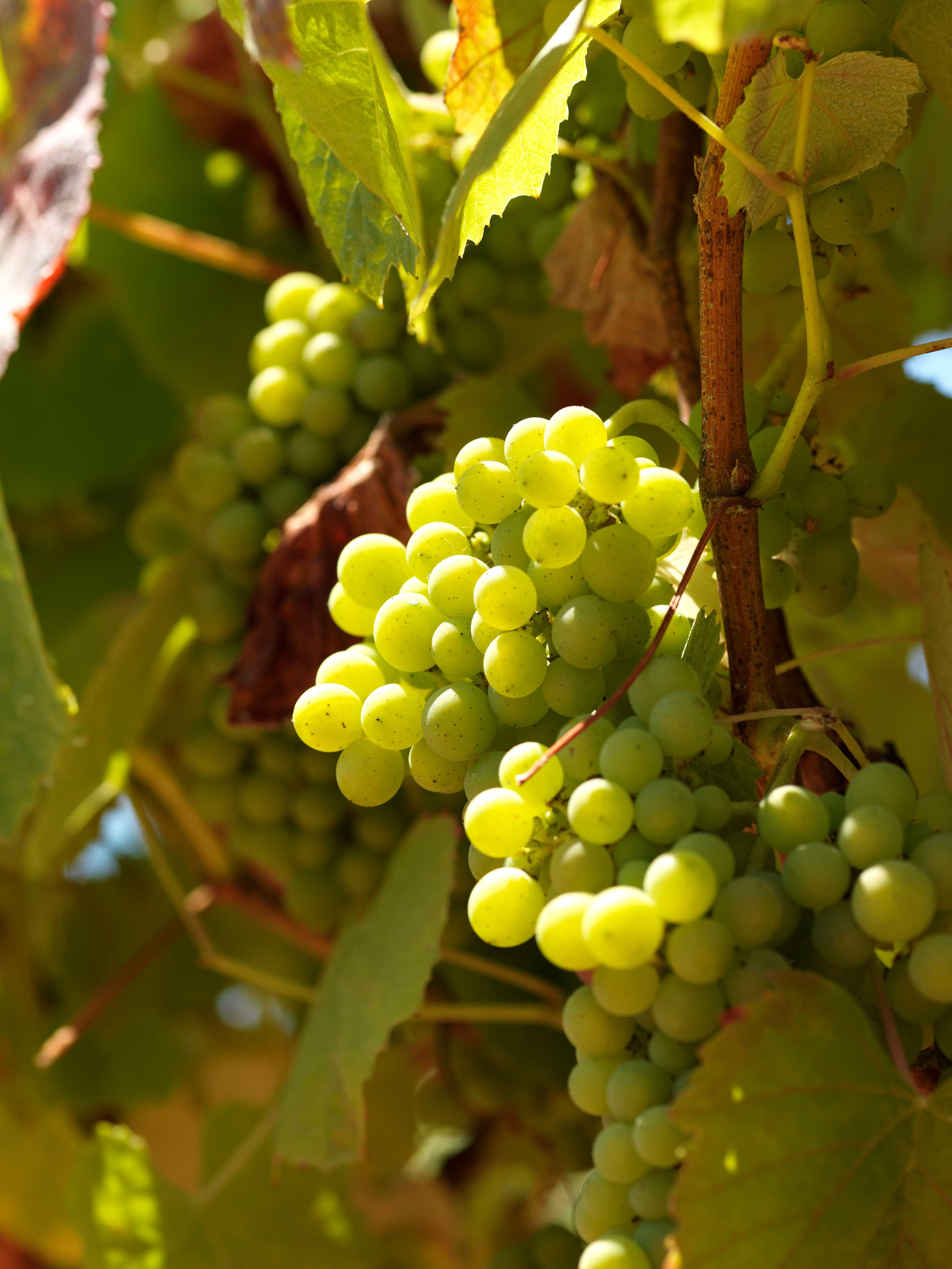 A enigmática casta Verdelho - Grandes Escolhas